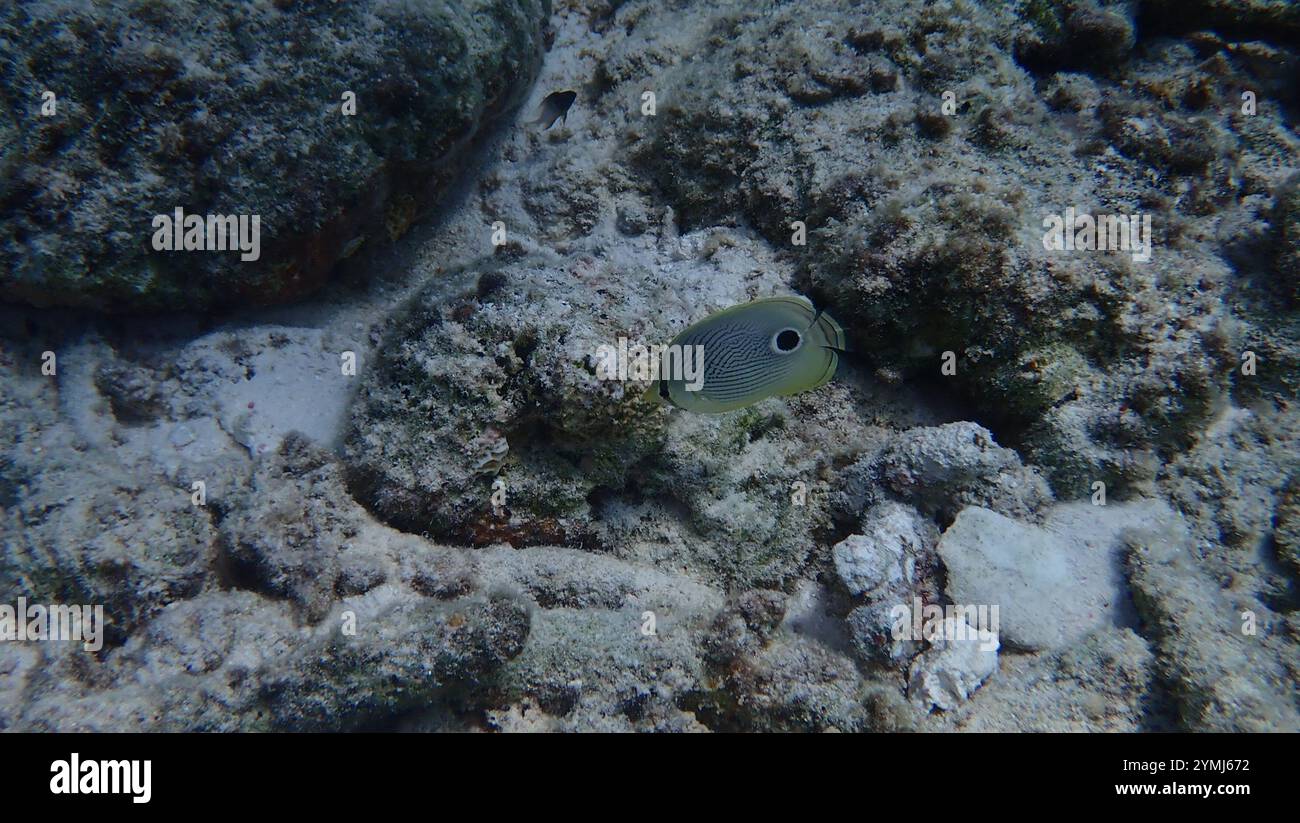 Four-eyed Butterflyfish (Chaetodon capistratus Stock Photo - Alamy