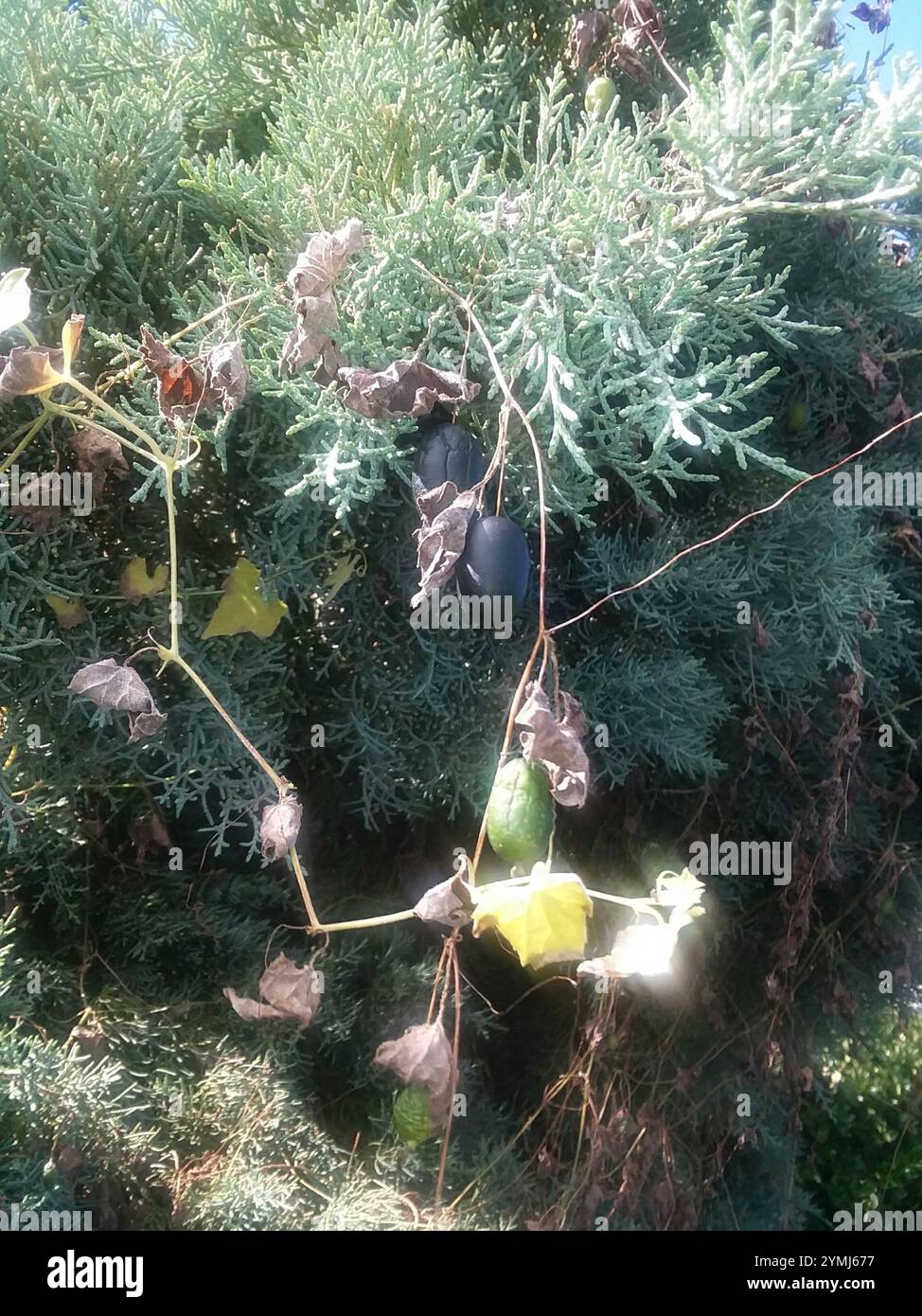 creeping cucumber (Melothria pendula Stock Photo - Alamy