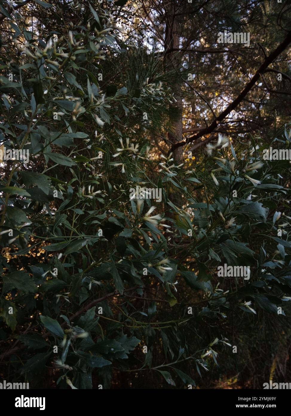 groundsel tree (Baccharis halimifolia Stock Photo - Alamy