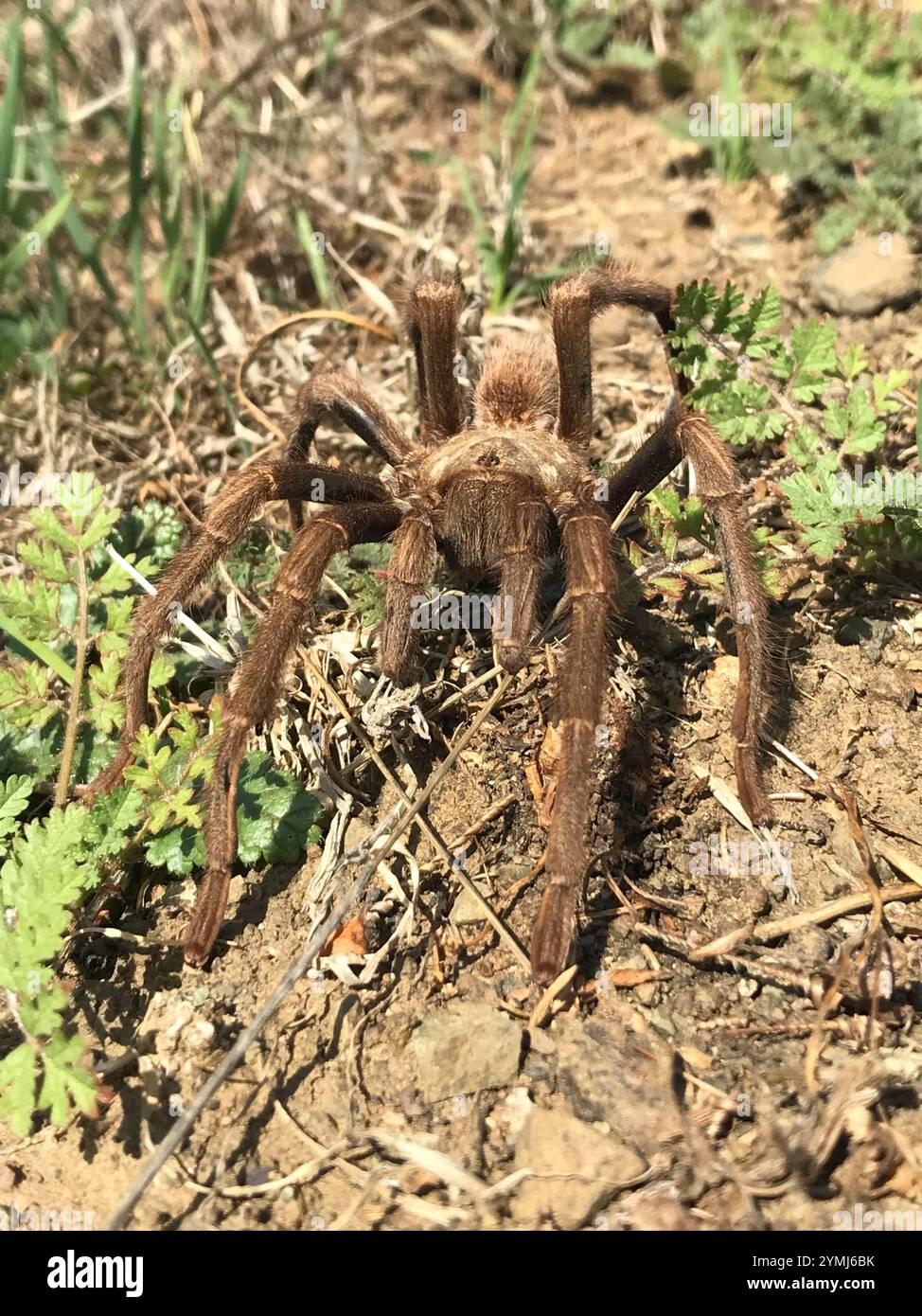 Desert Tarantula (Aphonopelma iodius Stock Photo - Alamy