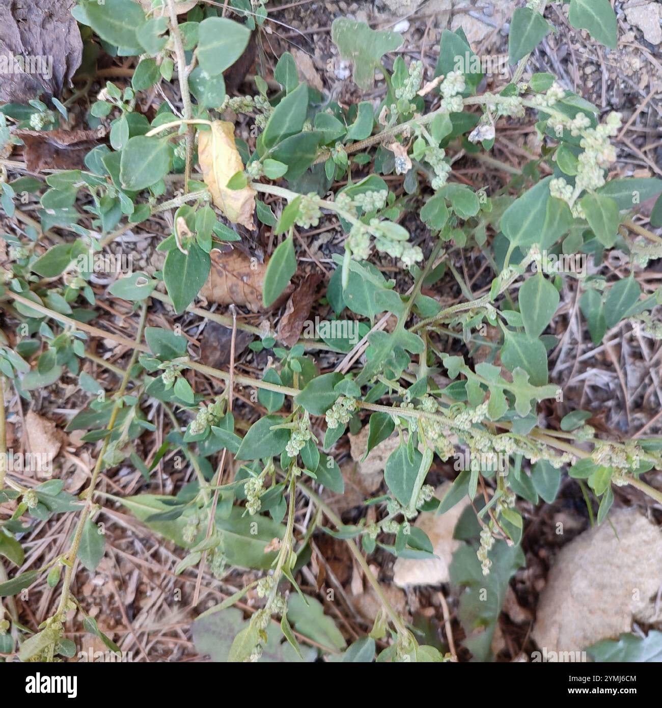 Stinking Goosefoot (Chenopodium vulvaria Stock Photo - Alamy
