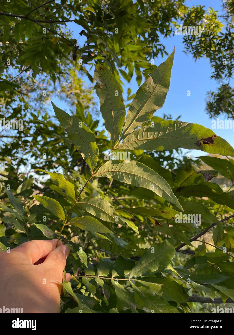 water hickory (Carya aquatica Stock Photo - Alamy