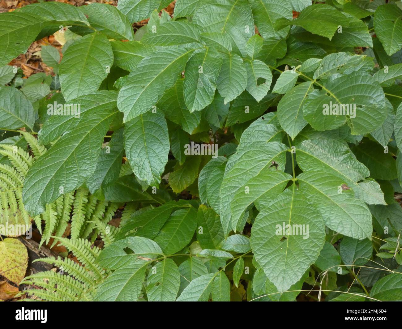 Persian walnut (Juglans regia Stock Photo - Alamy