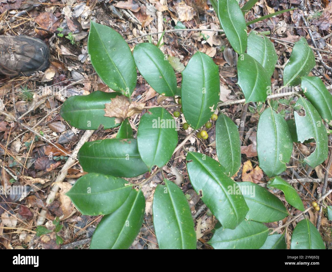 dahoon holly (Ilex cassine Stock Photo - Alamy