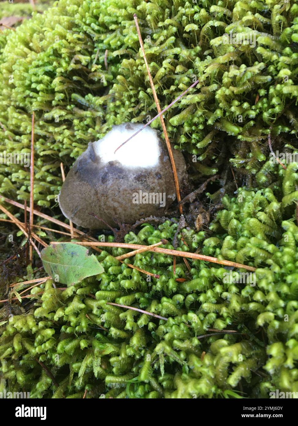 The Goblet (Pseudoclitocybe cyathiformis Stock Photo - Alamy
