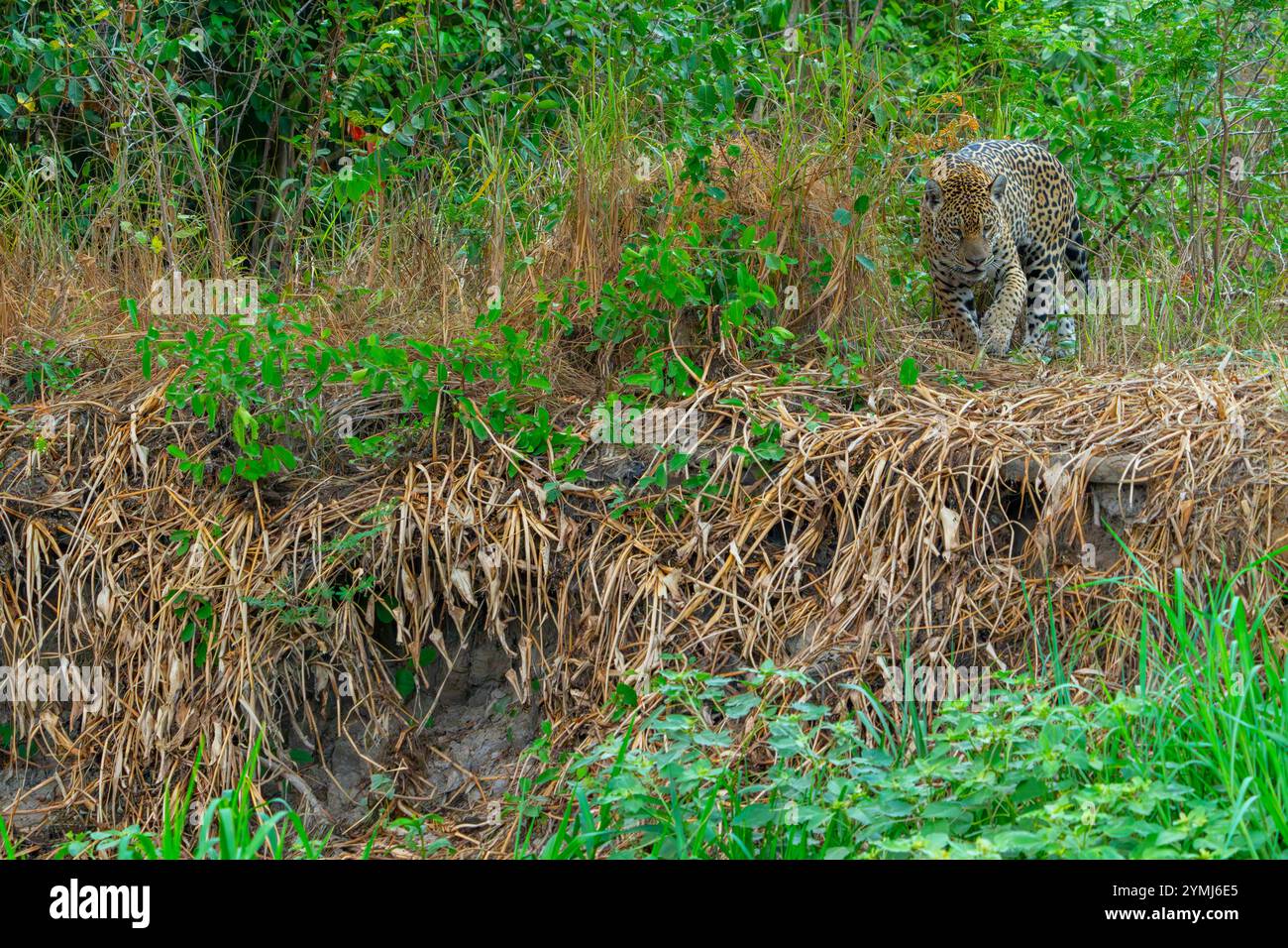 Jaguar prowling through grass and vegetation in the Pantanal Brazil ...