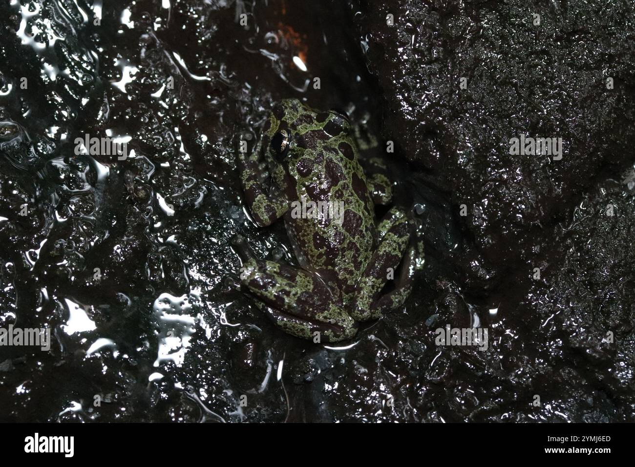 Eastern Ghost Frog (Heleophryne orientalis Stock Photo - Alamy