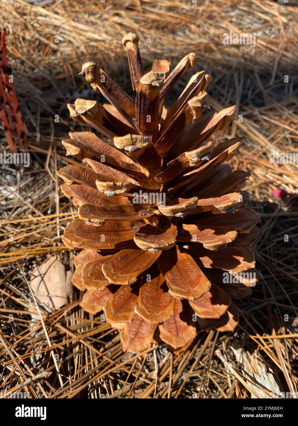 longleaf pine (Pinus palustris Stock Photo - Alamy