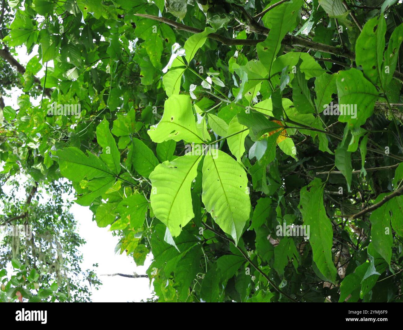 Allophylus hi-res stock photography and images - Alamy