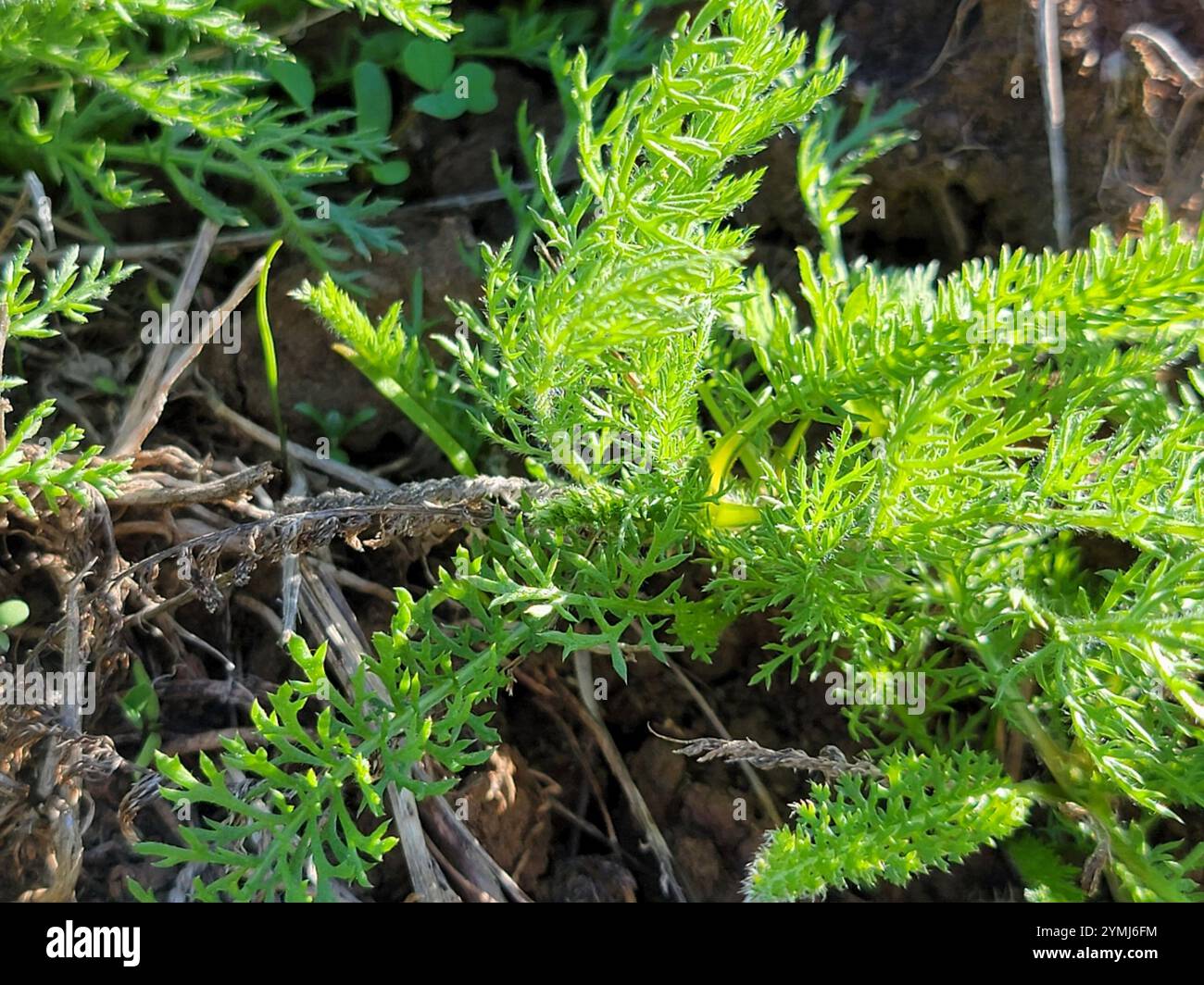 common yarrow (Achillea millefolium Stock Photo - Alamy