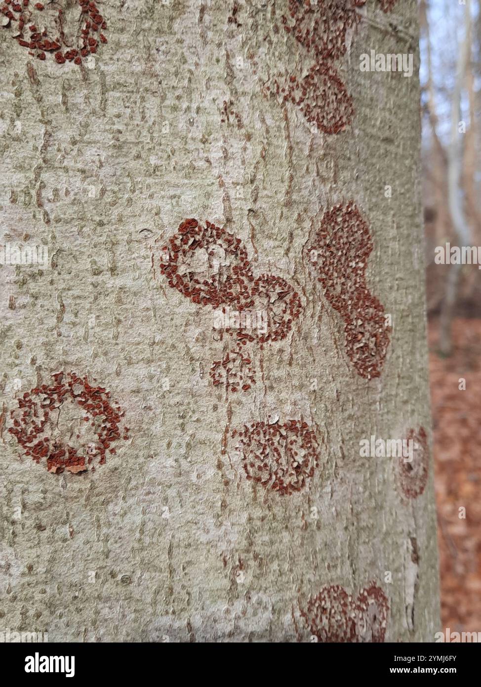 Beech Bark Canker Fungus (Neonectria faginata Stock Photo - Alamy