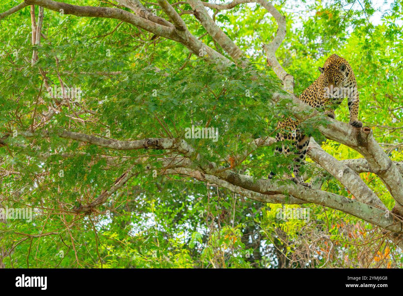 Jaguar high up in tree looking around at prey below in the Pantanal ...