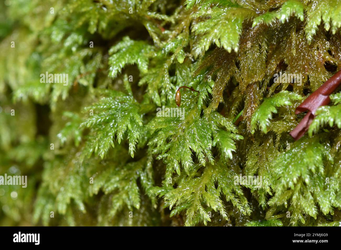 Cat's Tail Moss (Pseudisothecium stoloniferum Stock Photo - Alamy