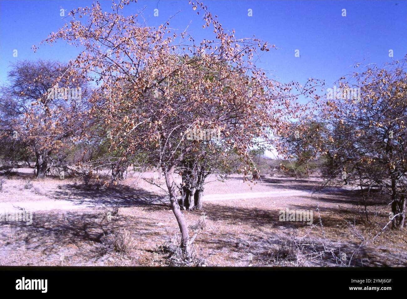 Purplepod clusterleaf (Terminalia prunioides Stock Photo - Alamy