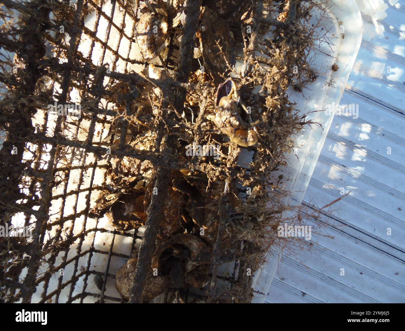 True Mussels (Mytilidae Stock Photo - Alamy