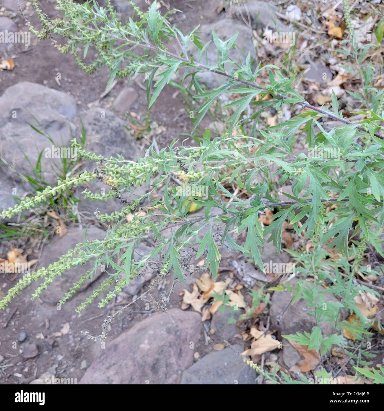 Western ragweed hi-res stock photography and images - Alamy