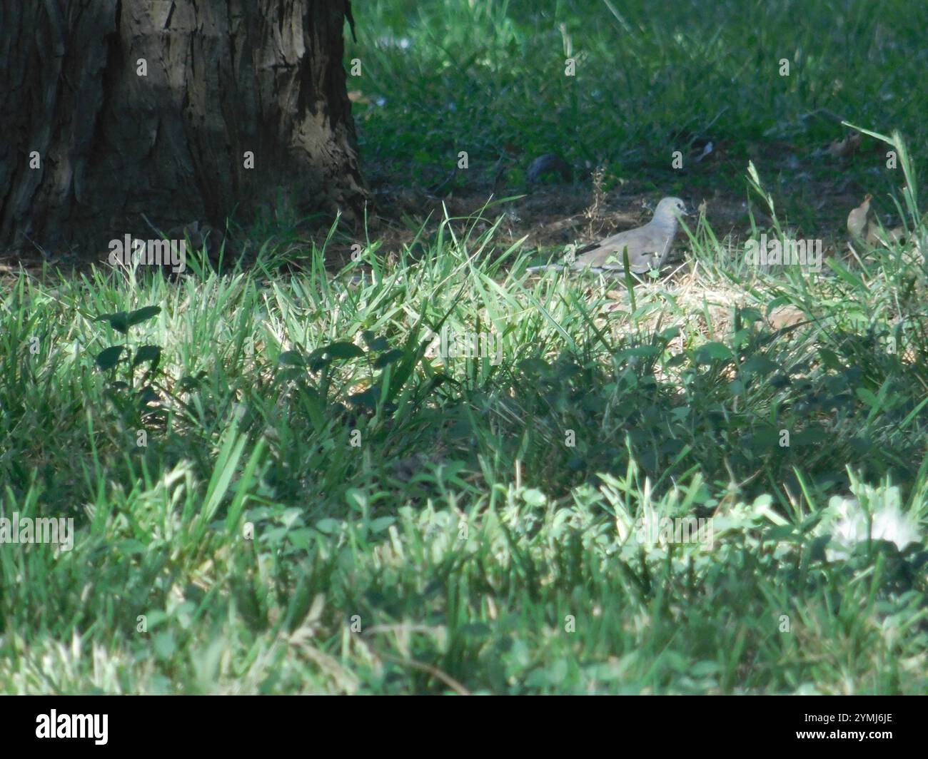 Picuí Ground Dove (Columbina picui Stock Photo - Alamy