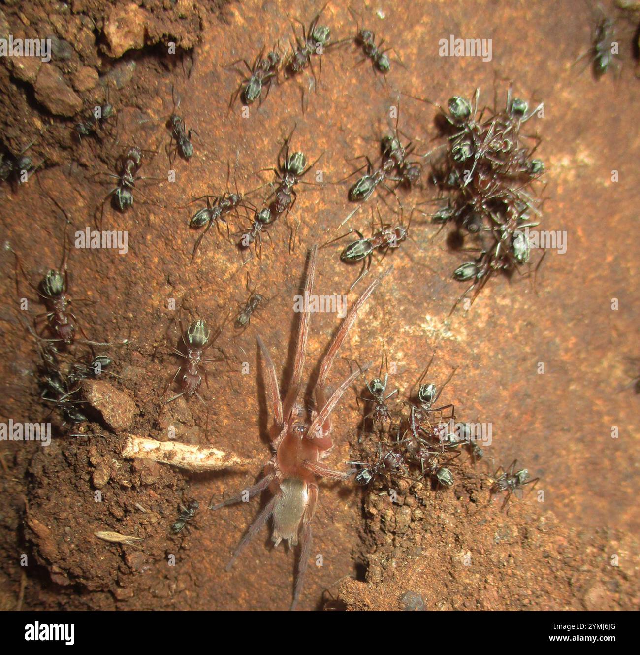 Large Pugnacious Ant (Anoplolepis custodiens Stock Photo - Alamy
