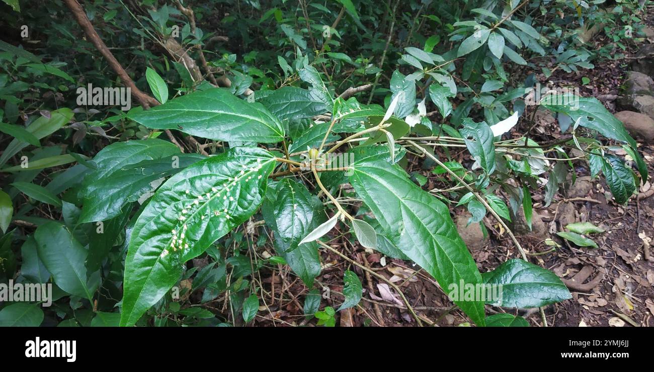 Ceylon croton (Croton zeylanicus Stock Photo - Alamy