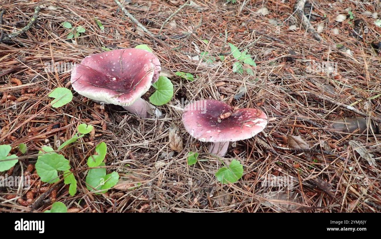 Primrose Brittlegill (Russula sardonia Stock Photo - Alamy
