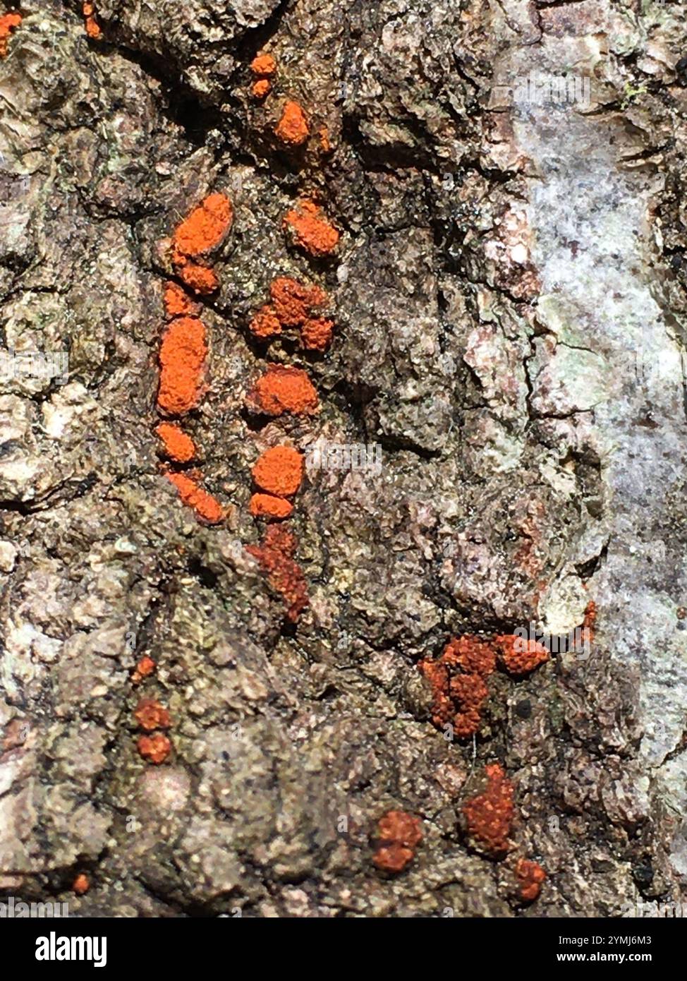 orange hobnail canker (Amphilogia gyrosa Stock Photo - Alamy