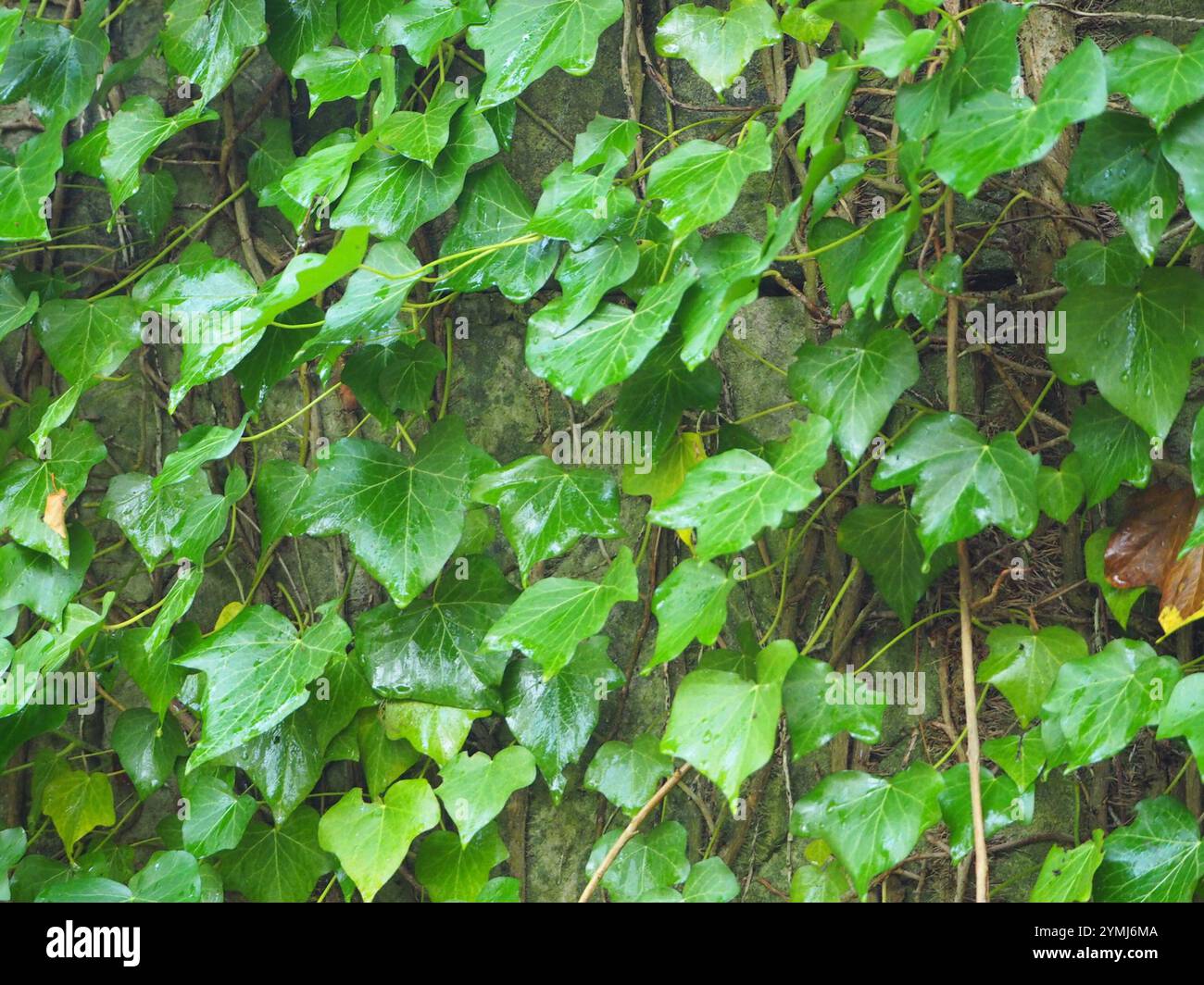 common ivy (Hedera helix Stock Photo - Alamy