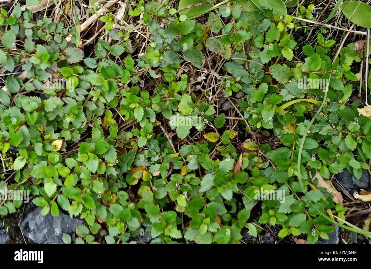 Haloragis hi-res stock photography and images - Alamy