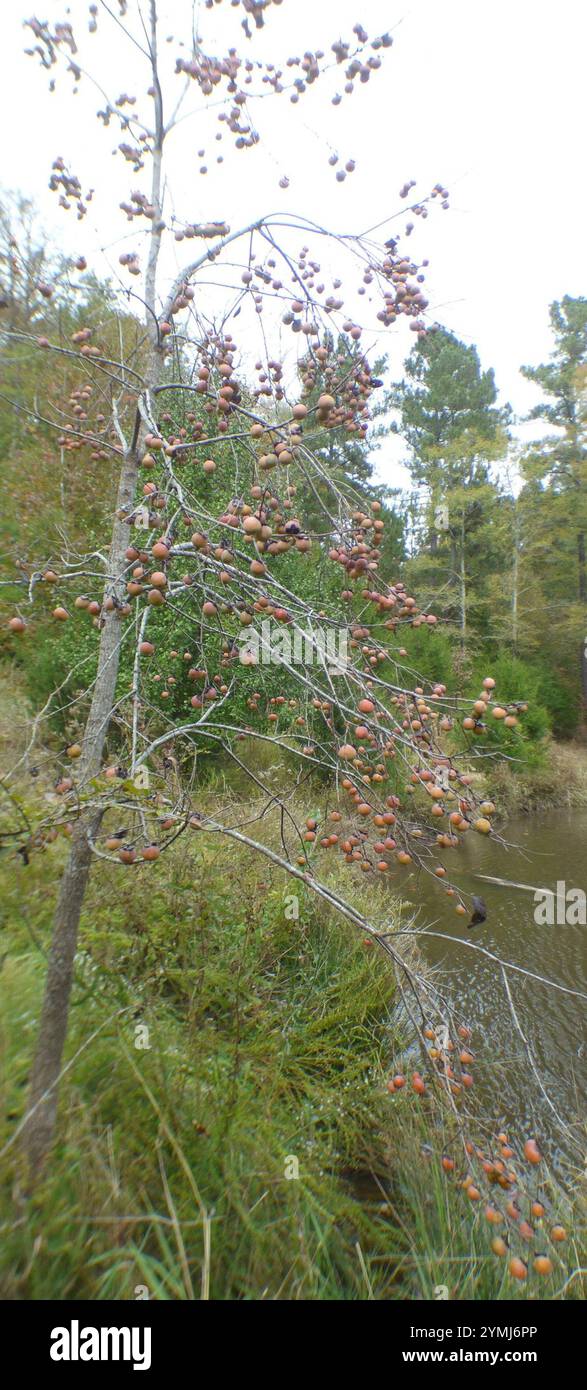 American persimmon (Diospyros virginiana Stock Photo - Alamy
