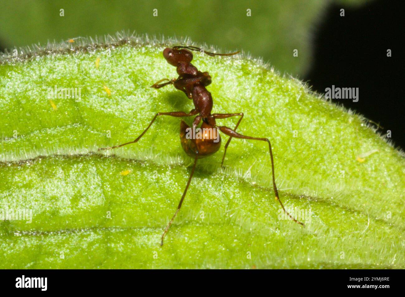 Pincer Wasps (Dryinidae Stock Photo - Alamy