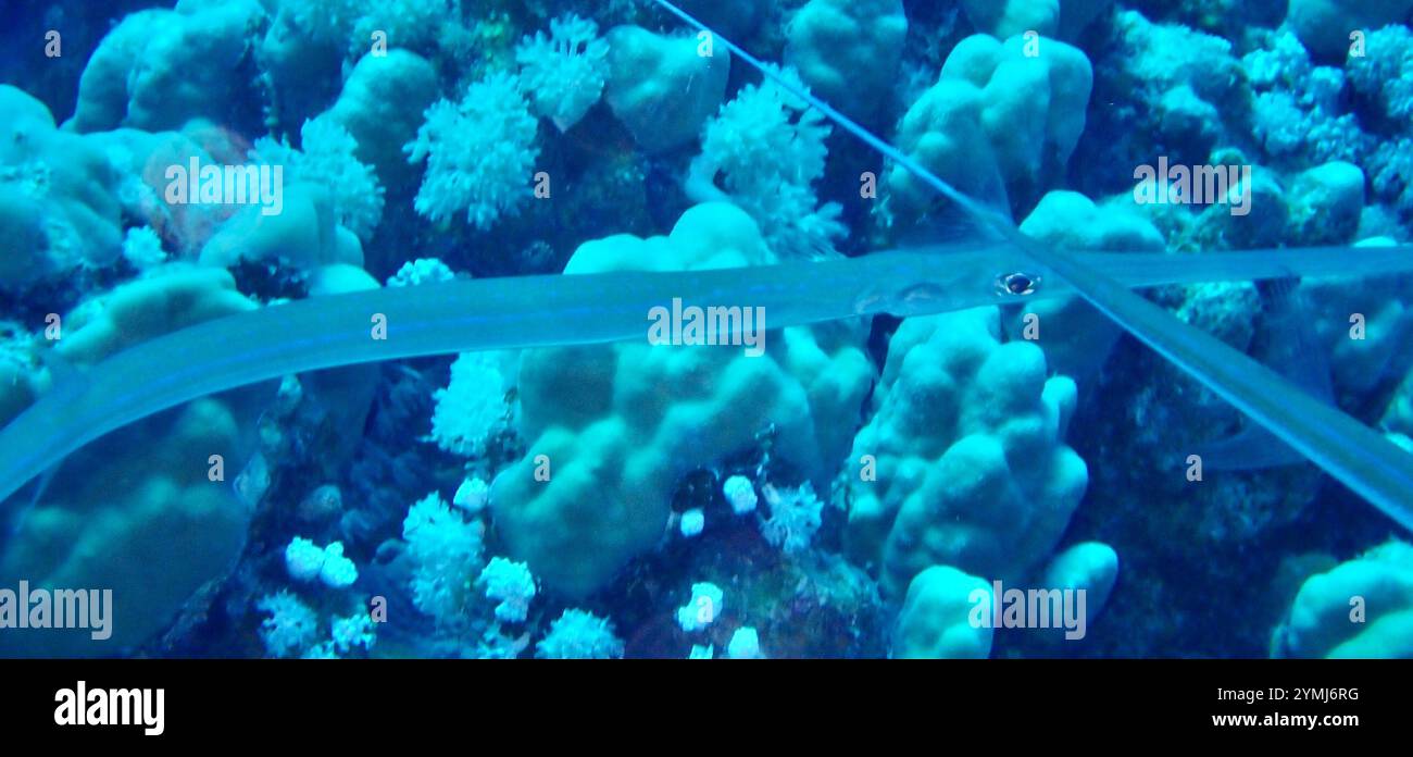 Bluespotted Cornetfish (Fistularia commersonii Stock Photo - Alamy