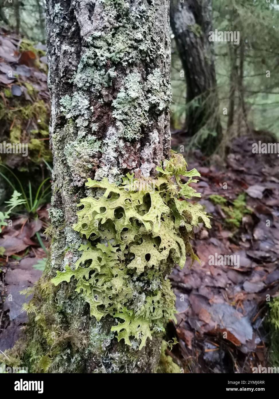 Tree Lungwort (Lobaria pulmonaria Stock Photo - Alamy