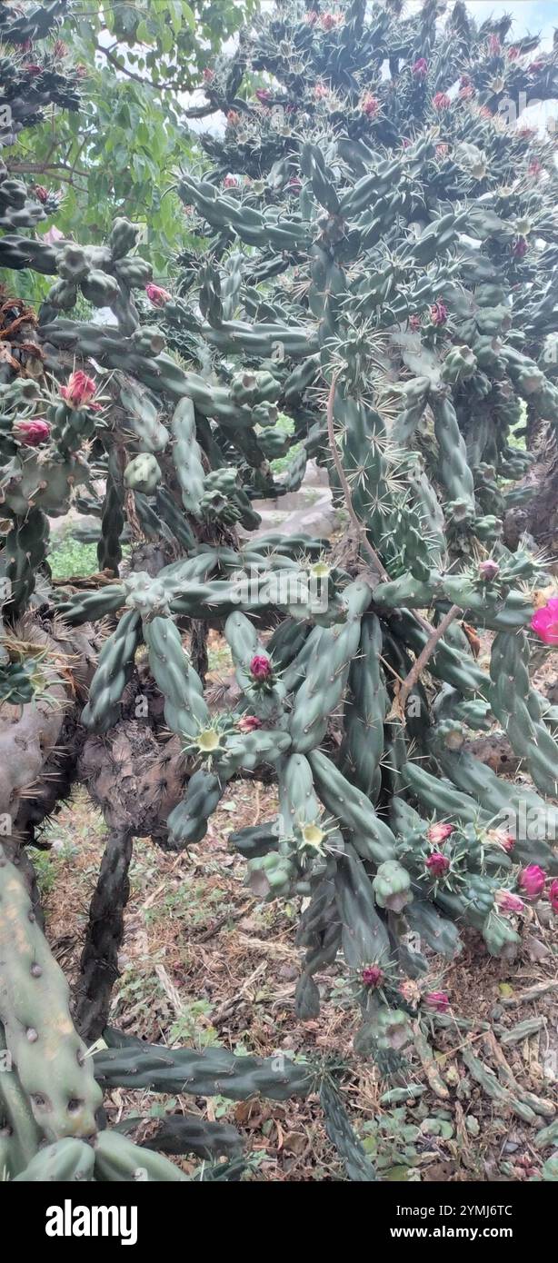 tree cholla (Cylindropuntia imbricata Stock Photo - Alamy
