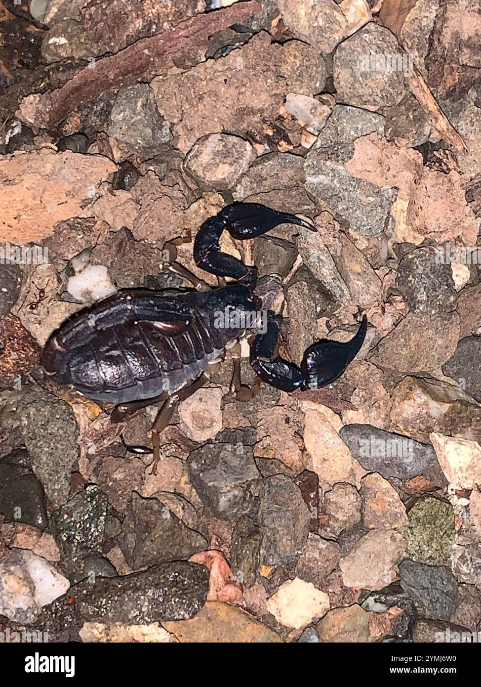 Western Forest Scorpion (Uroctonus mordax Stock Photo - Alamy