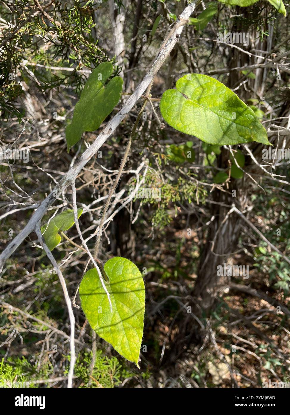 Pearl Milkweed (Matelea reticulata Stock Photo - Alamy