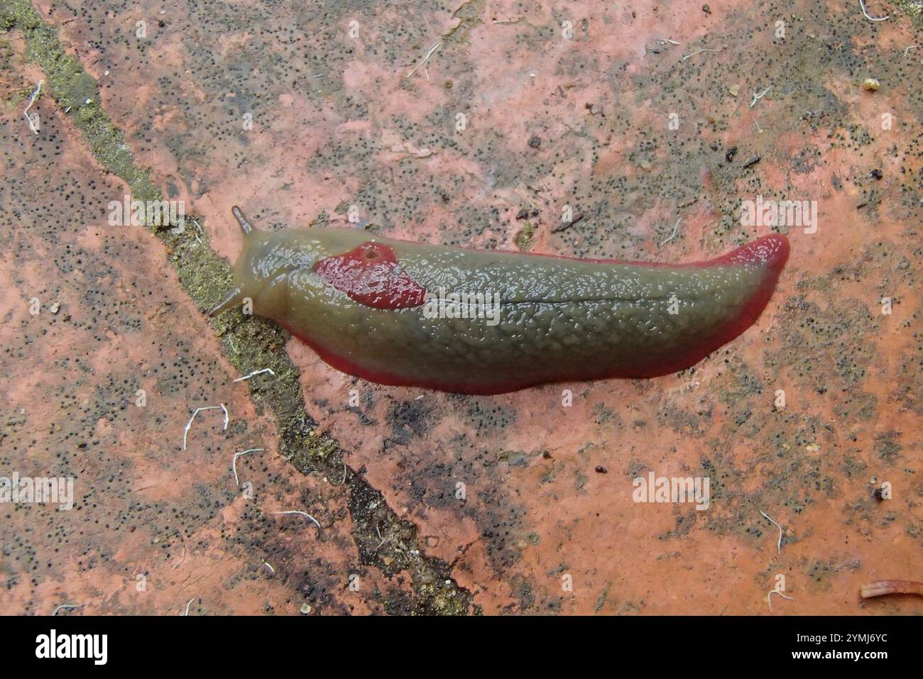 Red triangle slug hi-res stock photography and images - Alamy