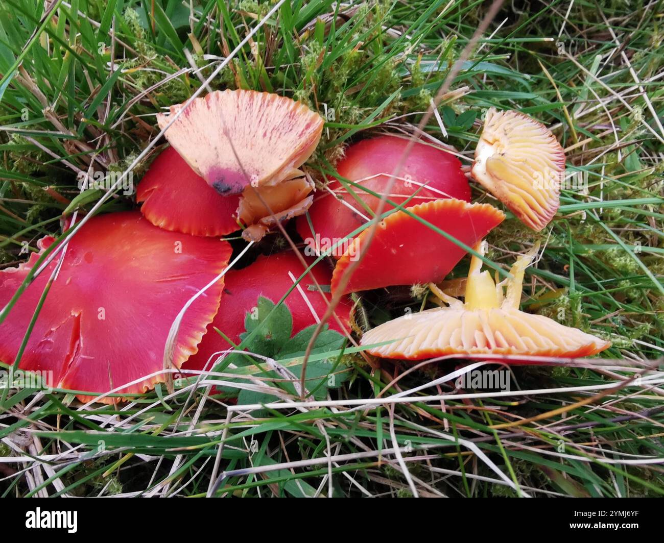 Scarlet Waxy Cap (Hygrocybe coccinea Stock Photo - Alamy