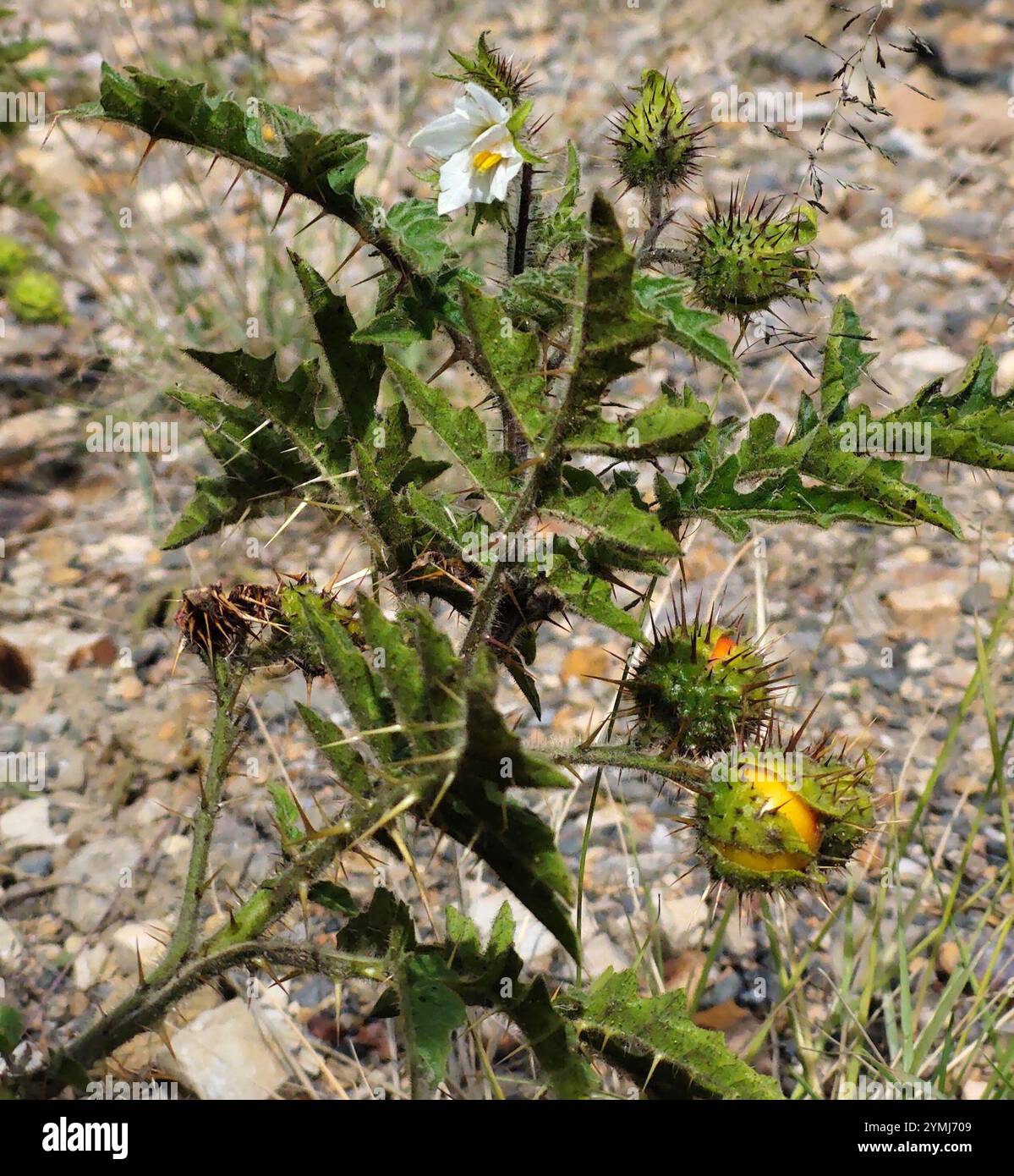 Red Buffalo-bur (Solanum sisymbriifolium Stock Photo - Alamy