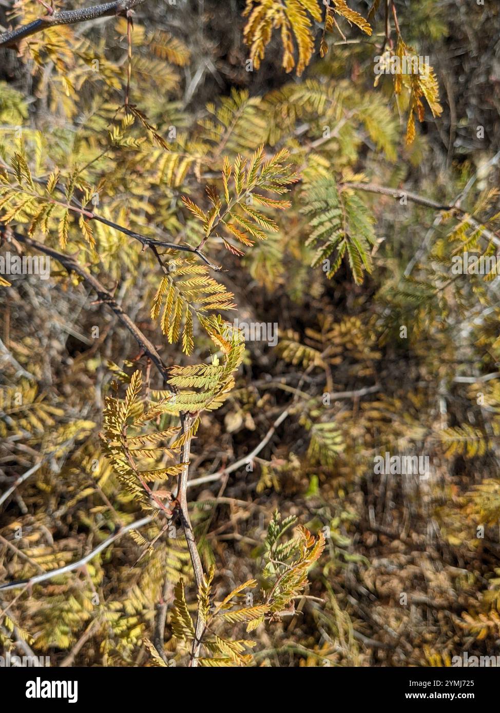 Mimosa aculeaticarpa hi-res stock photography and images - Alamy
