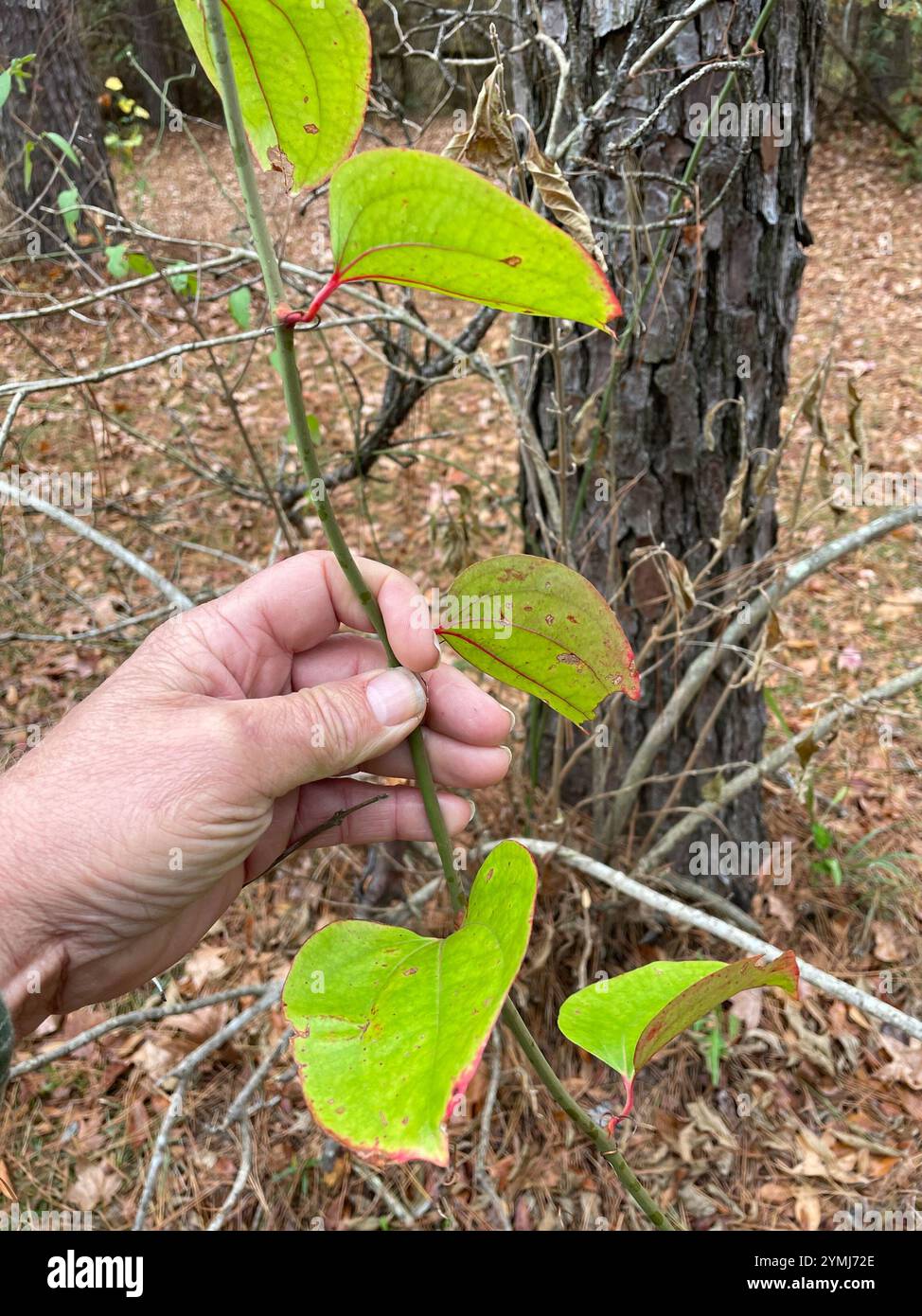roundleaf greenbrier (Smilax rotundifolia Stock Photo - Alamy