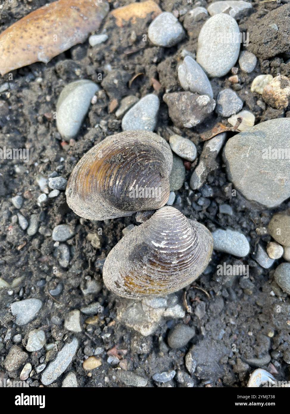 Asian Clam (Corbicula fluminea Stock Photo - Alamy