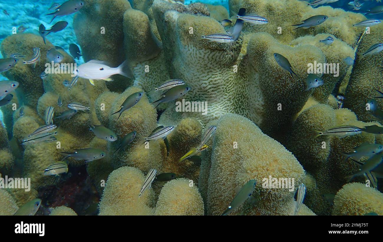Ray-finned Fishes (Actinopterygii Stock Photo - Alamy
