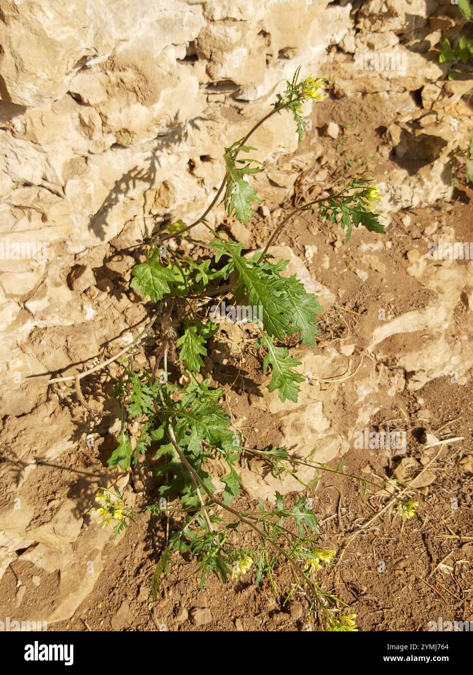 Hairy Rocket (Erucastrum gallicum Stock Photo - Alamy