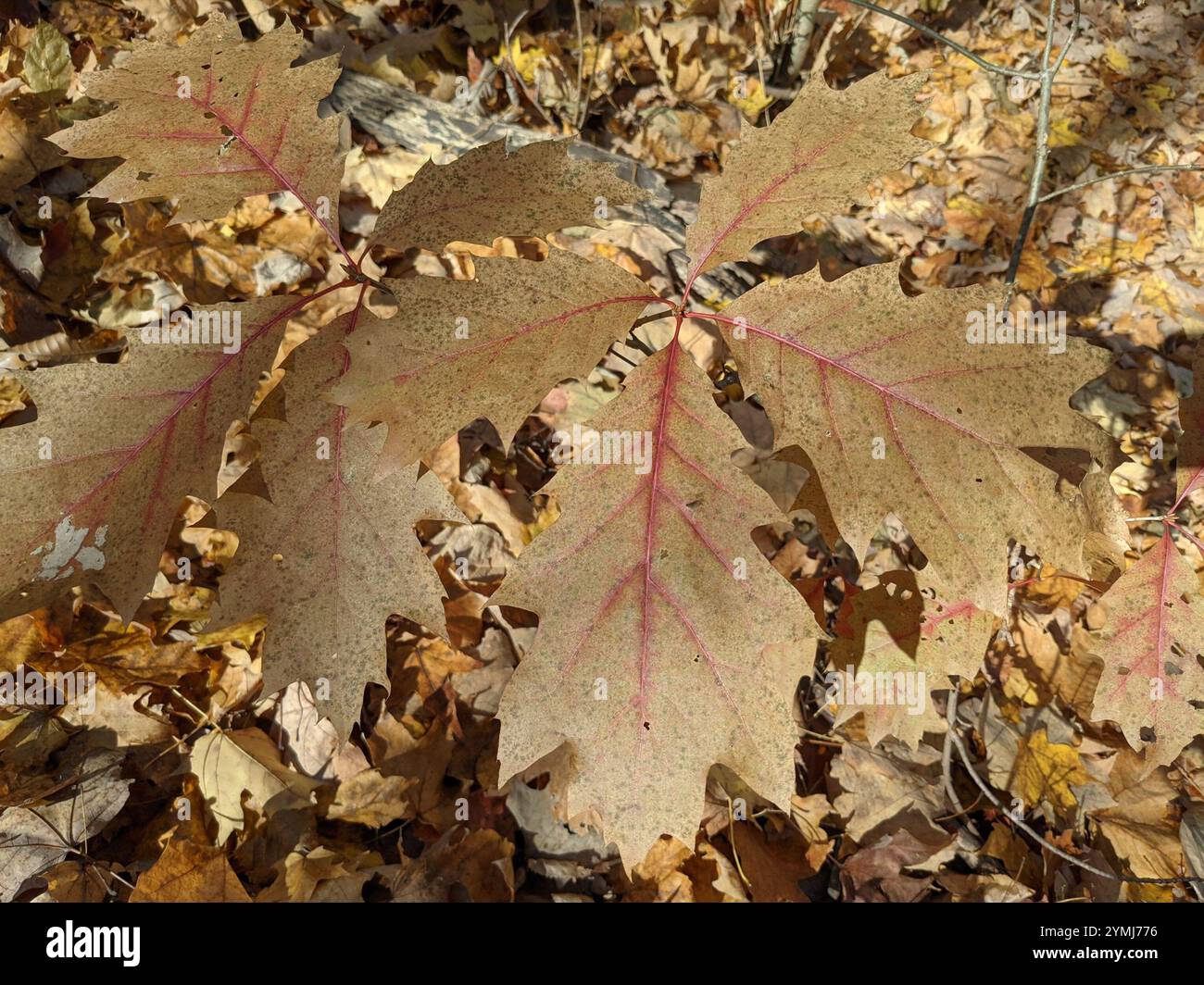 northern red oak (Quercus rubra Stock Photo - Alamy