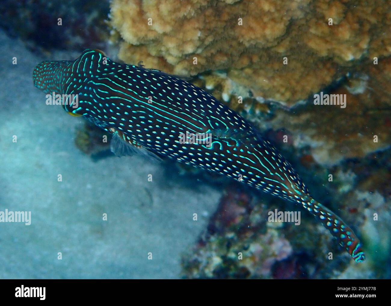 Pearl Toby (Canthigaster margaritata Stock Photo - Alamy