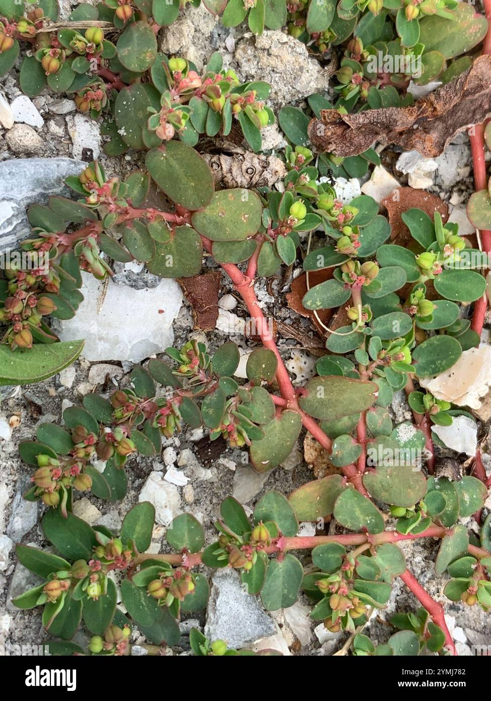 limestone sandmat (Euphorbia blodgettii Stock Photo - Alamy