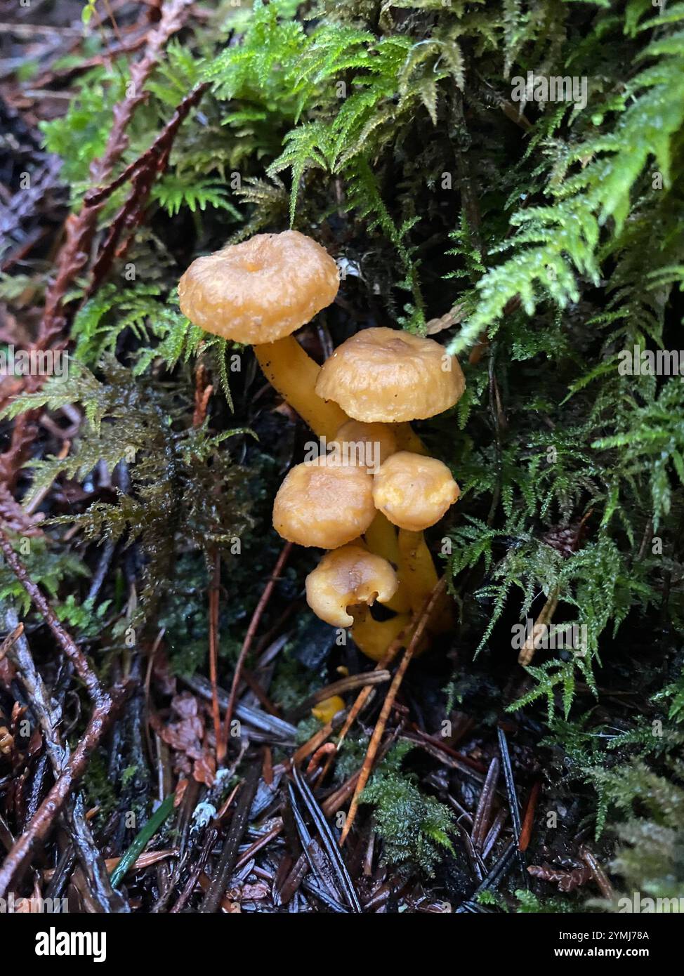 Yellowfoot (Craterellus tubaeformis Stock Photo - Alamy