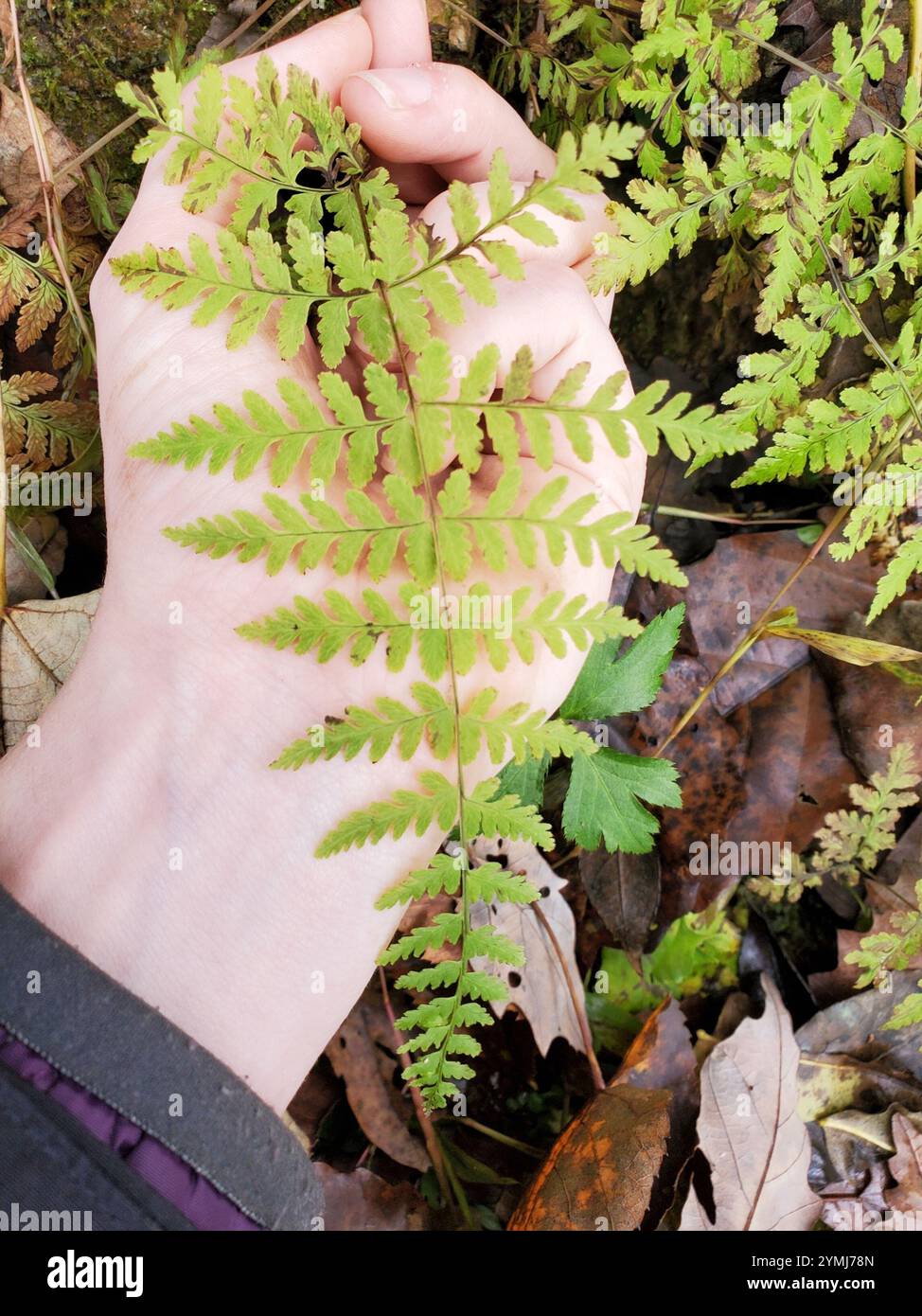 fragile ferns (Cystopteris Stock Photo - Alamy