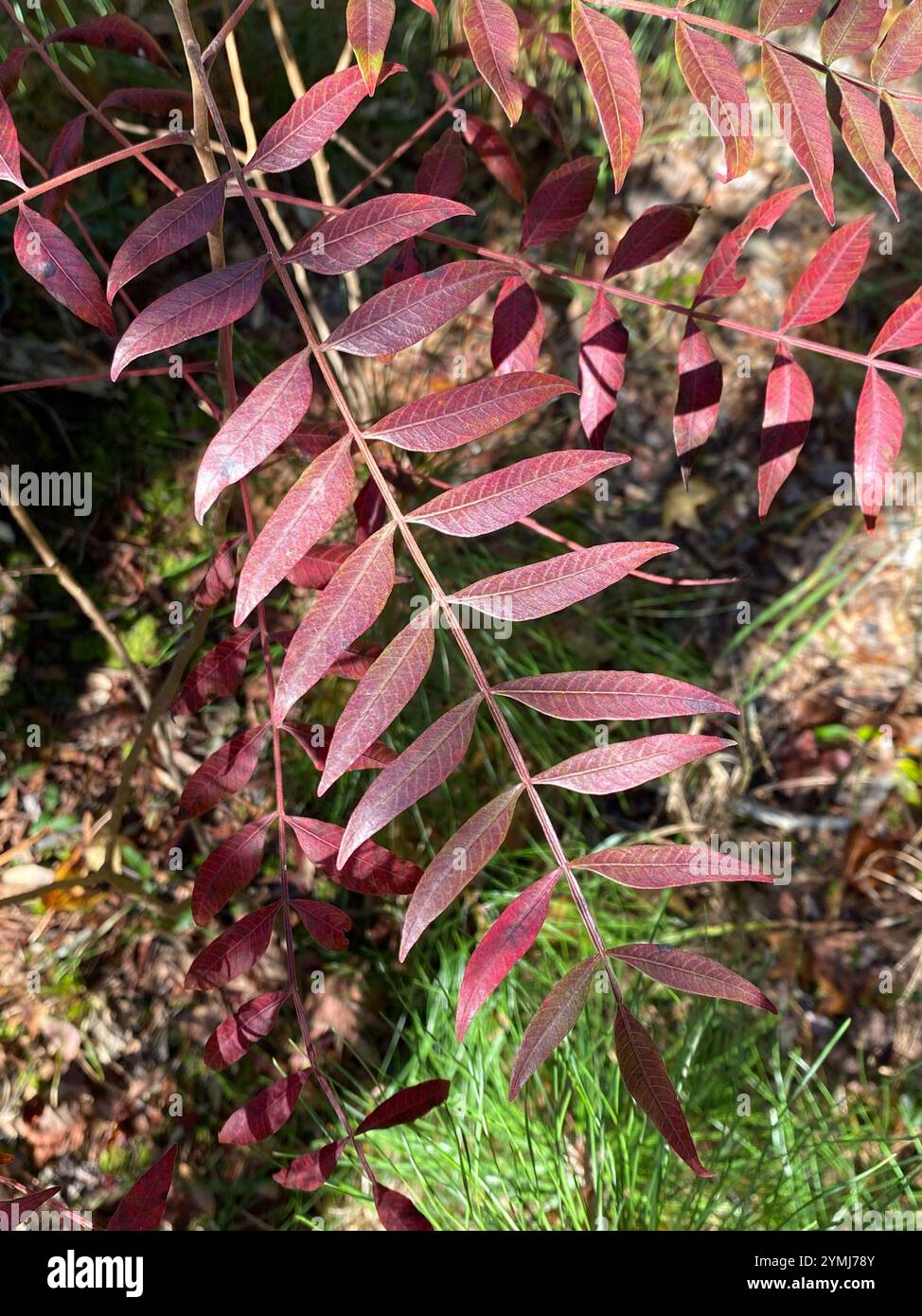 shining sumac (Rhus copallinum Stock Photo - Alamy