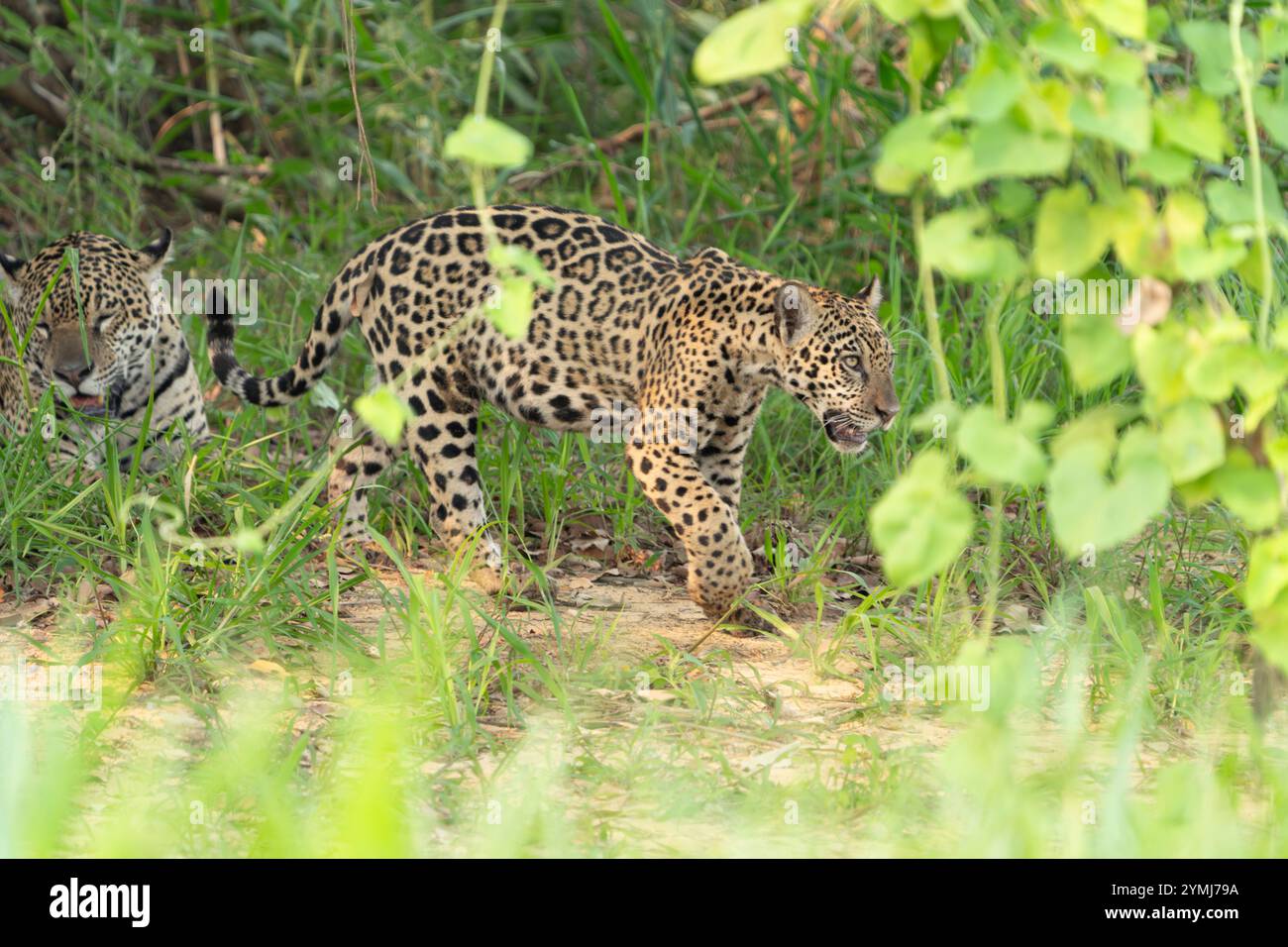 Jaguar and cub sheltering in bush with cub walking away from it's ...