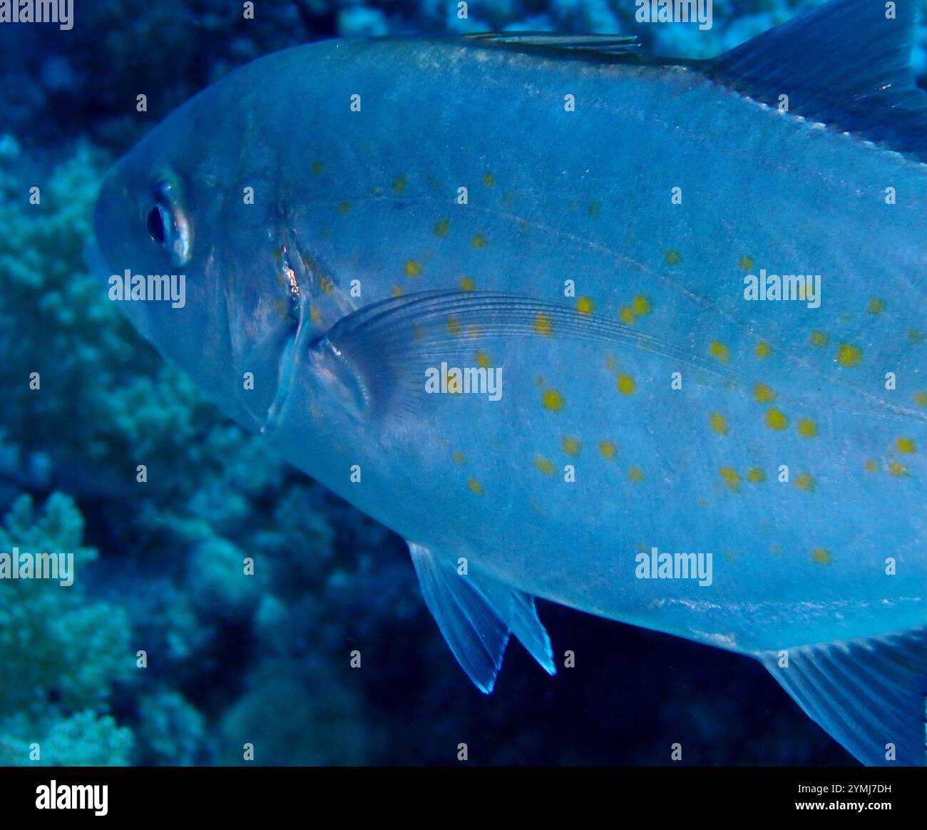Orange-spotted Trevally (Flavocaranx bajad Stock Photo - Alamy